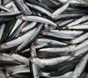 Pescadería Jacobo en La Cala del Moral - La Cala del Moral